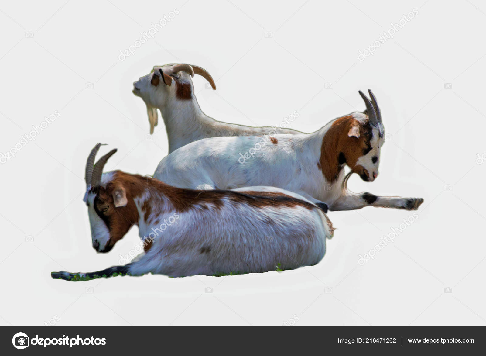 Goats Isolated White Background Cuts Out Mammals Farm Zoo Nature ...
