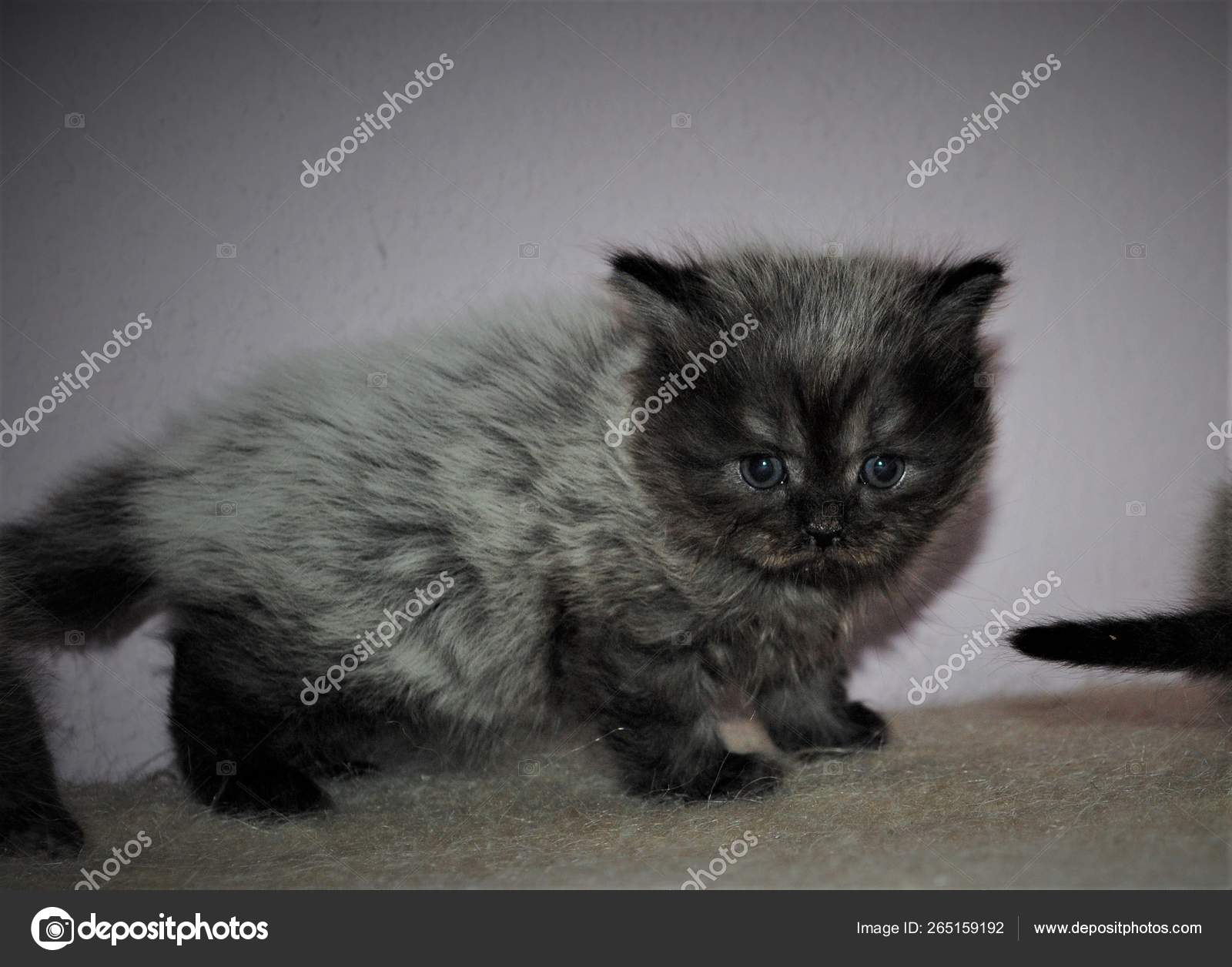 Adorable and cute persian cat — Stock Photo © sdex4 #265159192