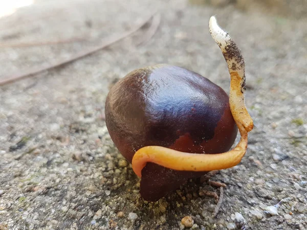 Mort de natureza Stock Photos, Royalty Free Mort de natureza Images ...