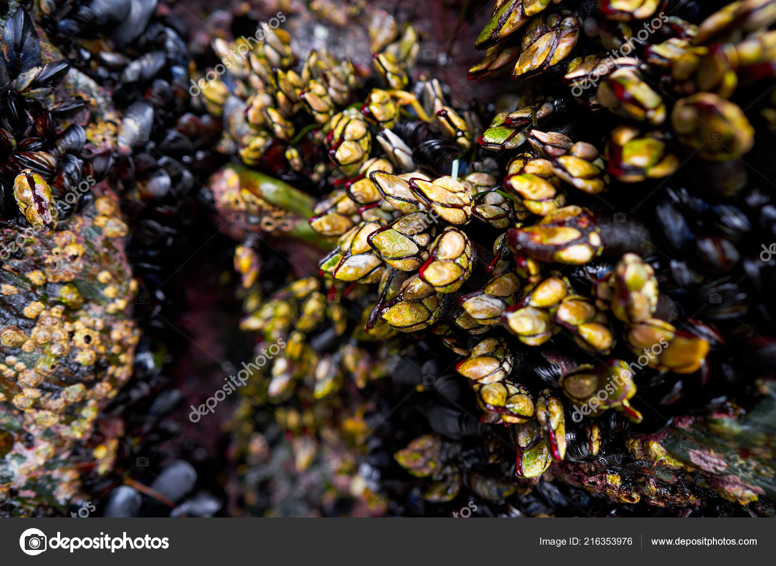 Percebes Barnacles Seafood Ribadeo Galicia Lugo Spain Stock Photo by ...