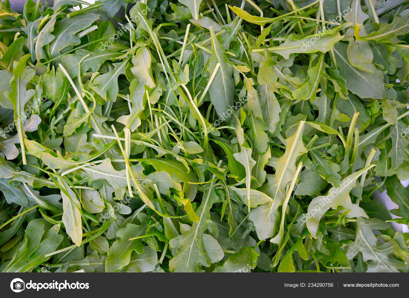 Arugula Rucula Vegetable Edible Plant Just Harvested Fresh Stock Photo ...