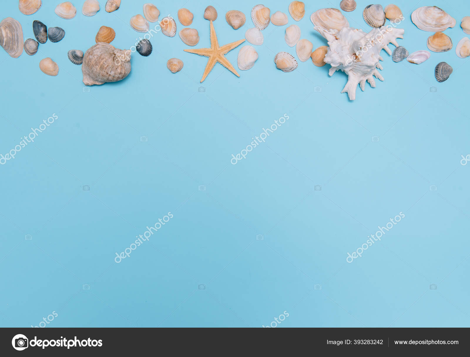 Flat Lay Top View Frame Shells Various Kinds Blue Background Stock ...