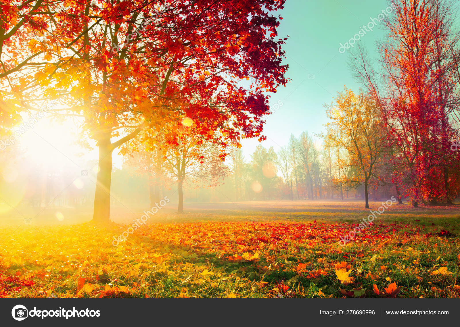 Autumn Leaves Scenery