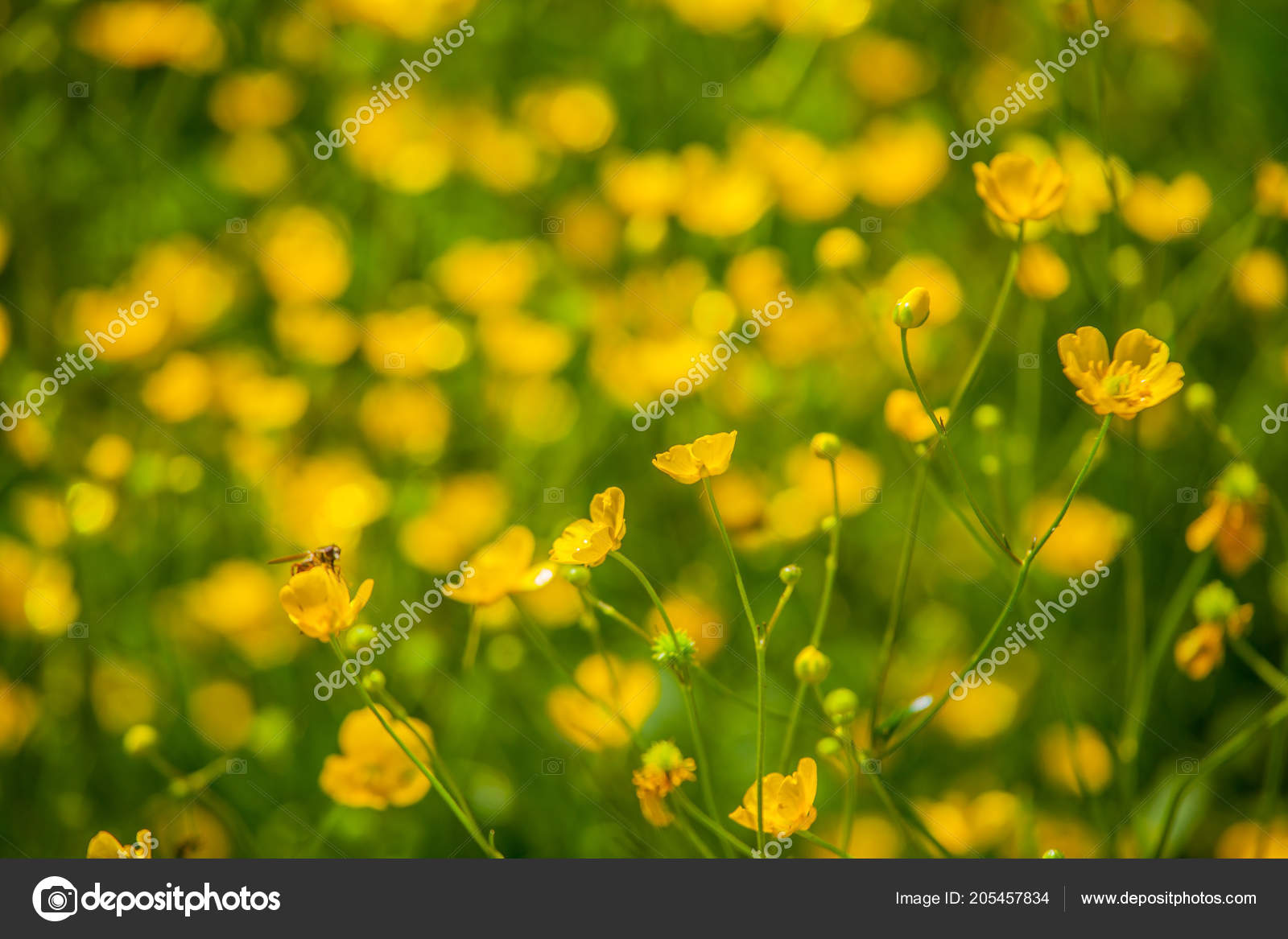 Yellow Wildflowers Nature Texture Background Stock Photo by ©amikphoto ...