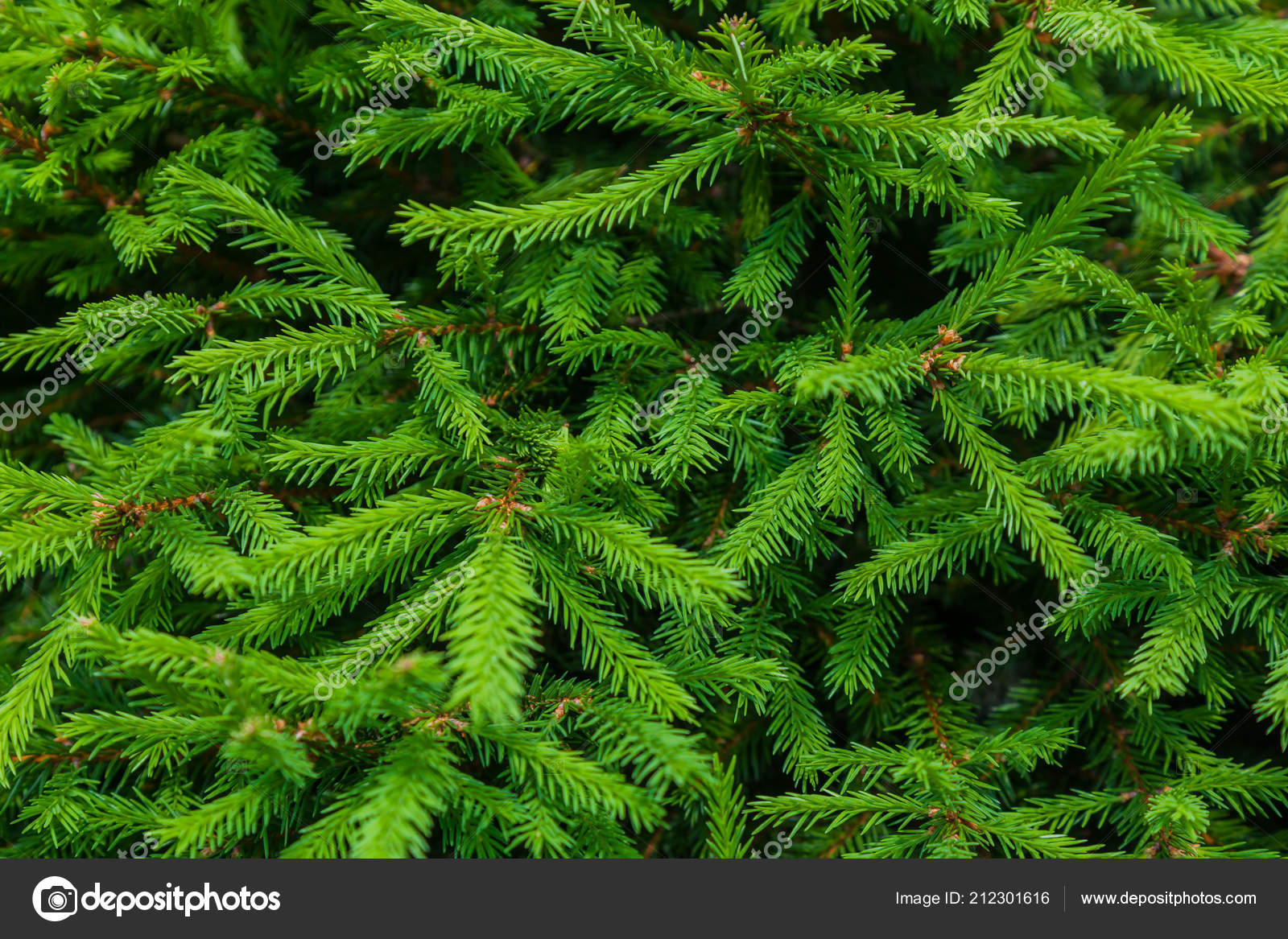 Texture Green Fir Branches Background — Stock Photo © amikphoto #212301616