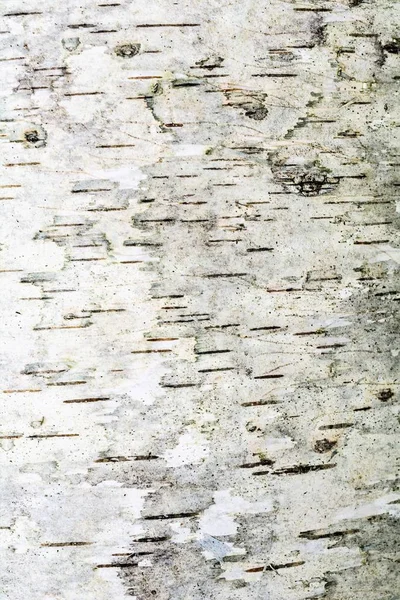 Damp bark Stock Photos, Royalty Free Damp bark Images | Depositphotos