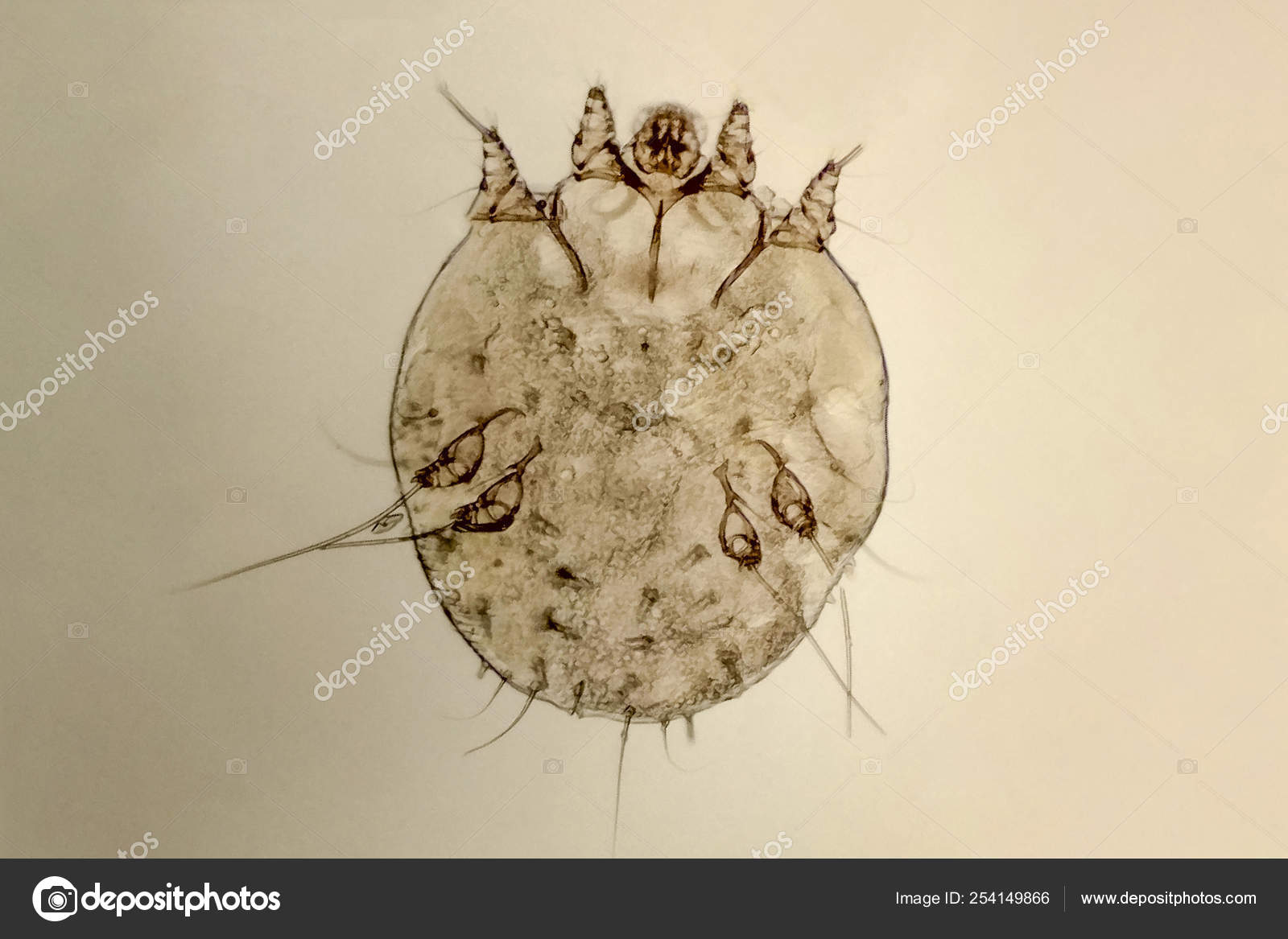 Itch-mite, parasitic microorganism of human skin Stock Photo by ...