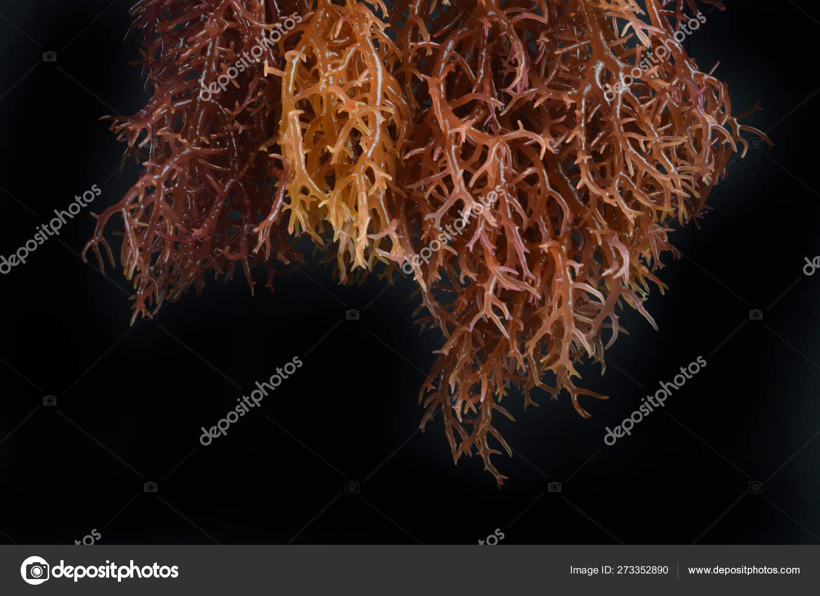 Algas marinas — Foto de stock #273352890 © tempakul