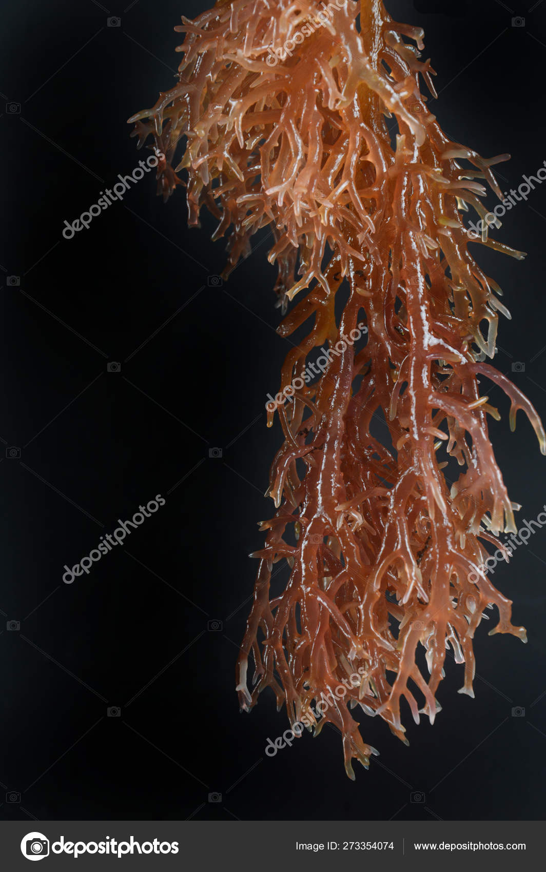 Seaweed — Stock Photo © tempakul #273354074