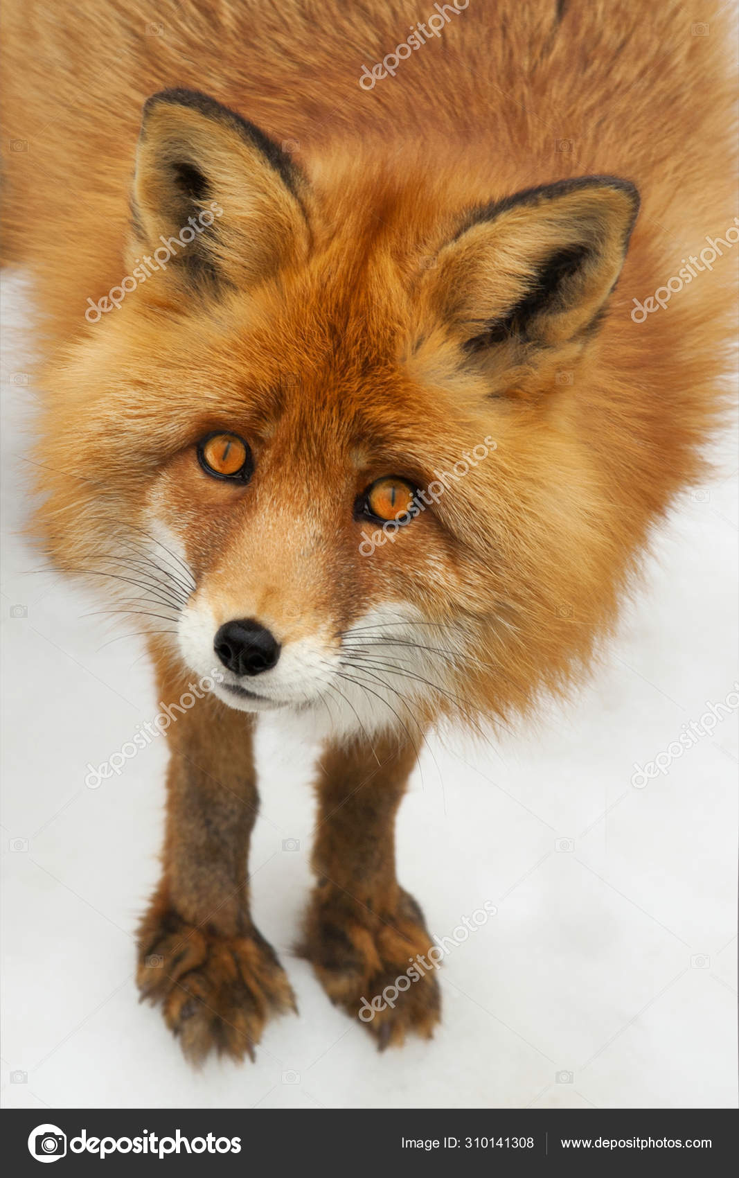 Fox Common Name Genus Subfamily Wolf Which United Species Once — Stock ...
