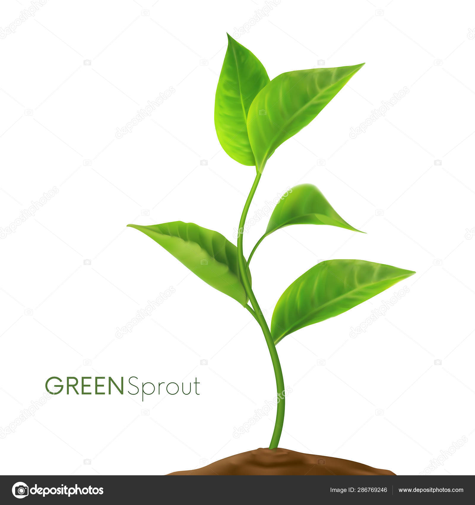 Plant Sprout Vector