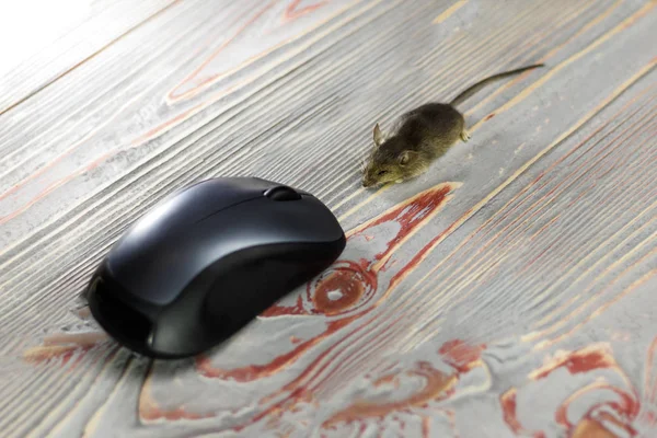 Mouse invasion Stock Photos, Royalty Free Mouse invasion Images ...