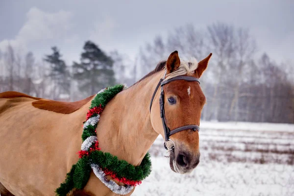 Kuda berhias Stock Photos, Royalty Free Kuda berhias Images | Depositphotos