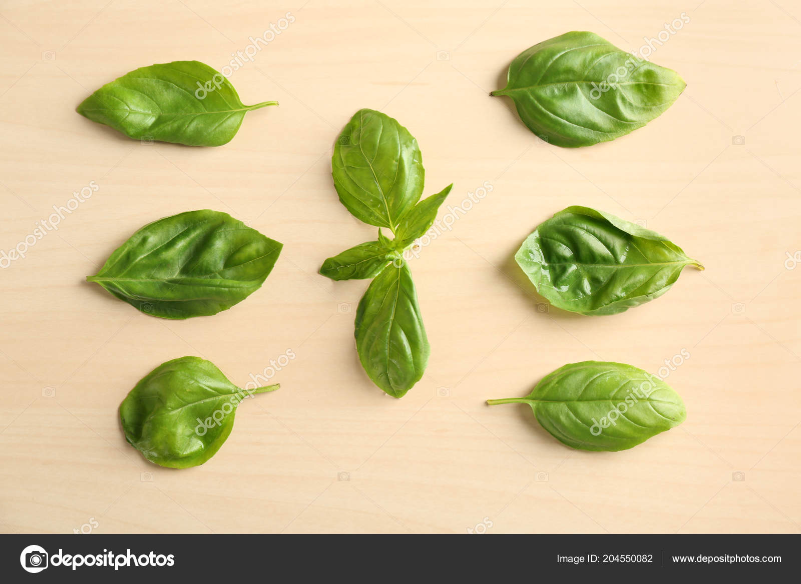 Fresh Basil Leaves Light Background — Stock Photo © serezniy #204550082