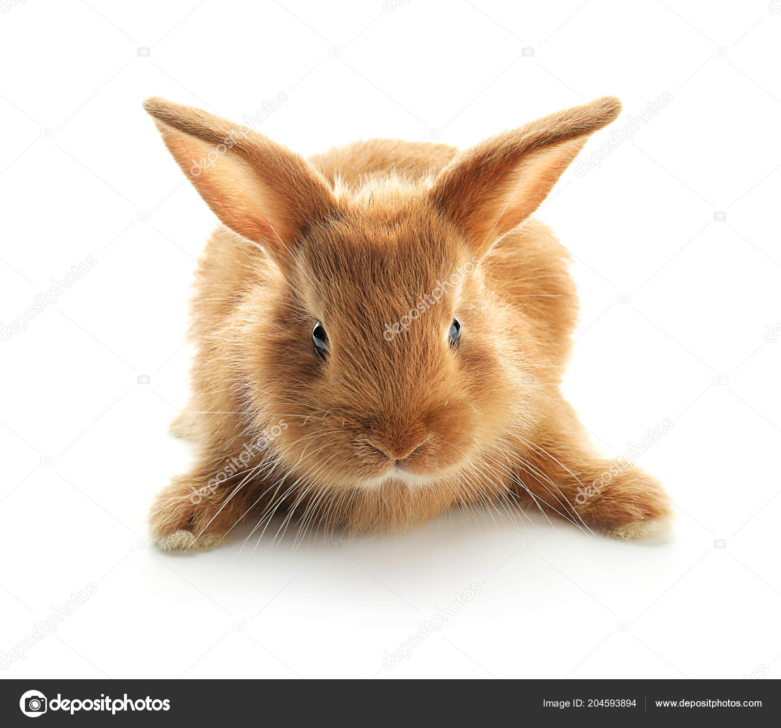 Cute Fluffy Bunny White Background Stock Photo by ©serezniy 204593894
