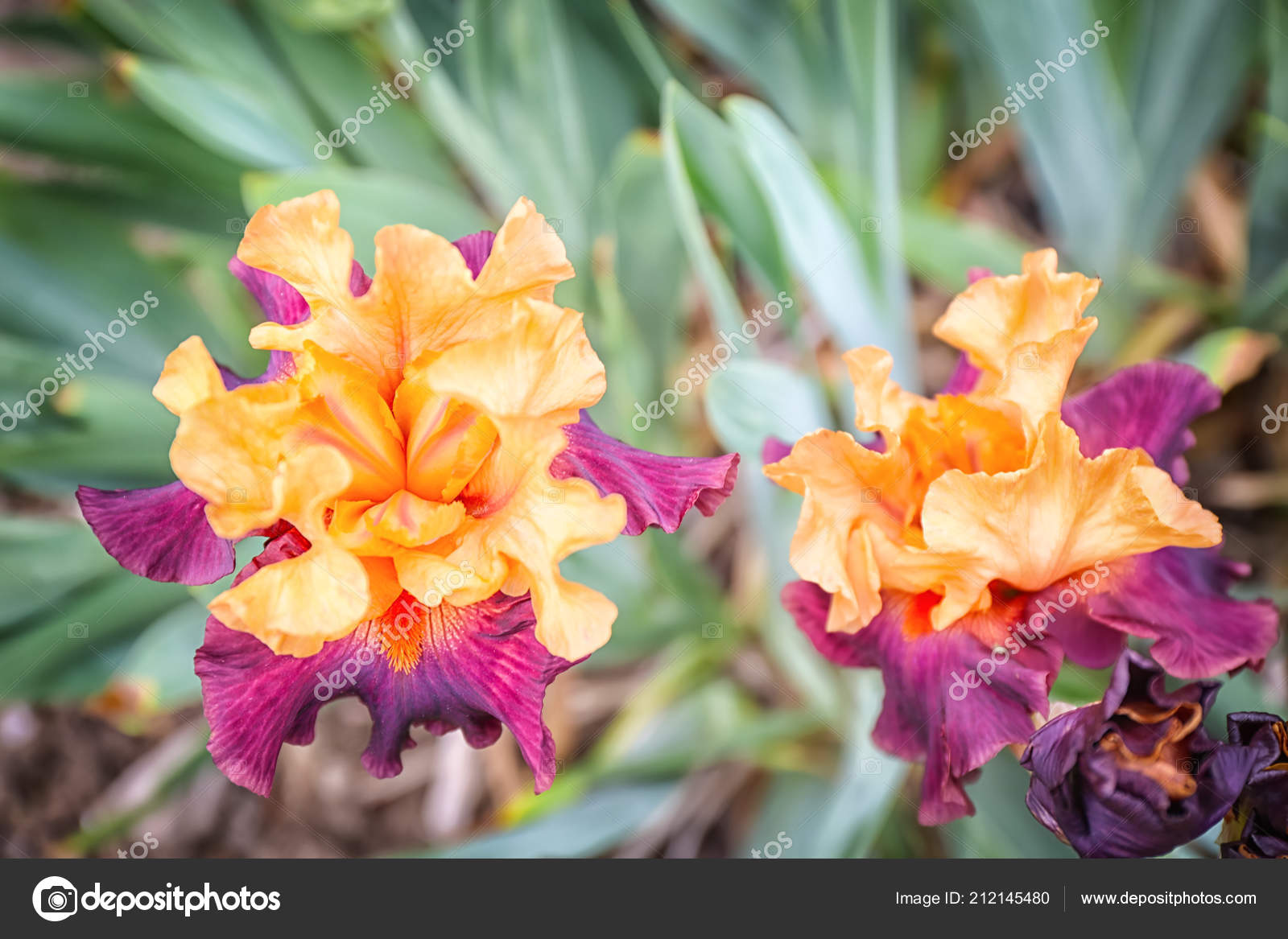 Beautiful Blossoming Irises Spring Day Outdoors — Stock Photo ...
