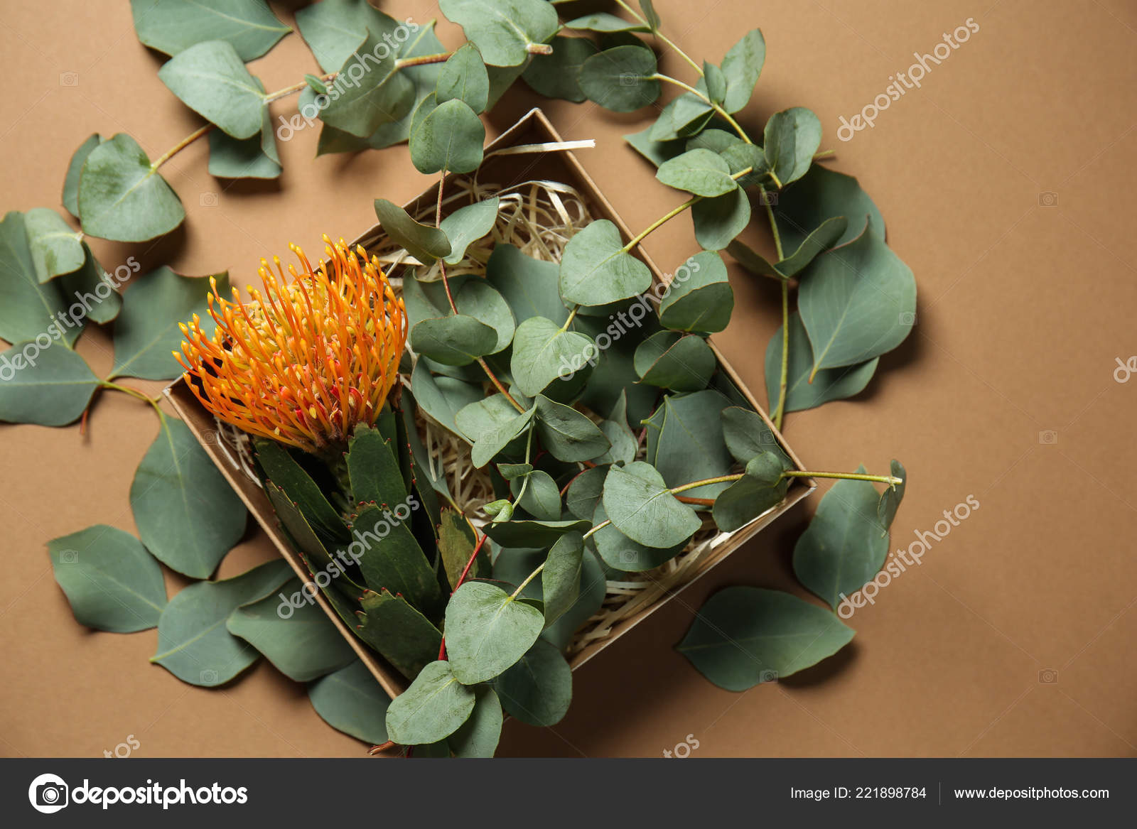Box Eucalyptus Branches Flower Color Background Stock Photo by ...