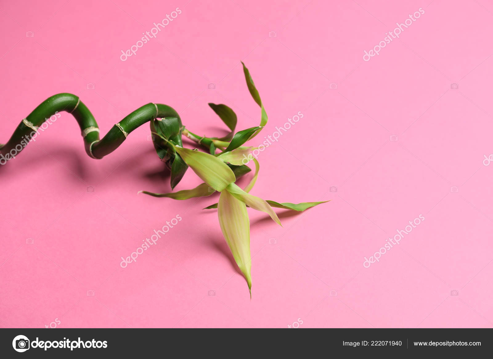 Tropical Plant Color Background Stock Photo by ©serezniy 222071940