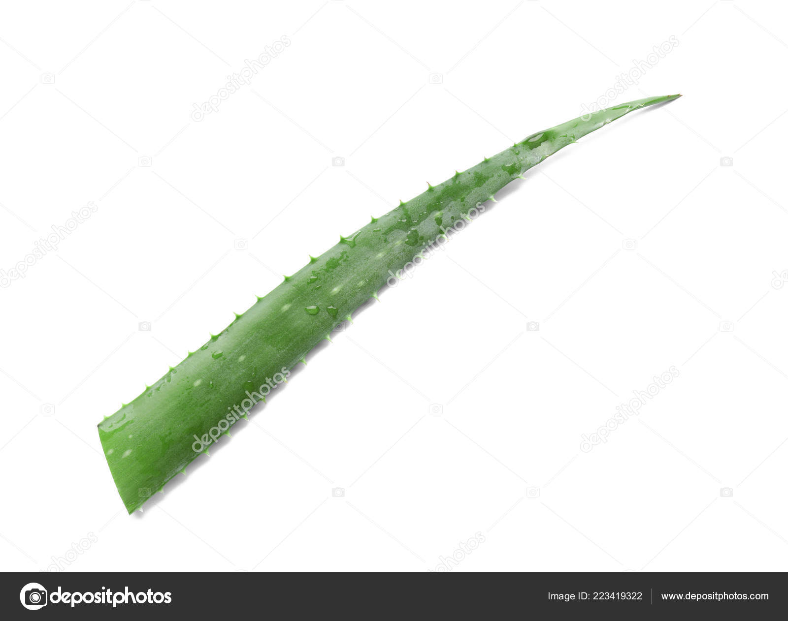 Single Aloe Vera Leaf