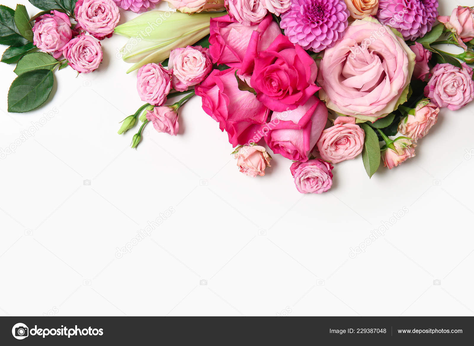 Beautiful Pink Flowers White Background Stock Photo by ©serezniy 229387048