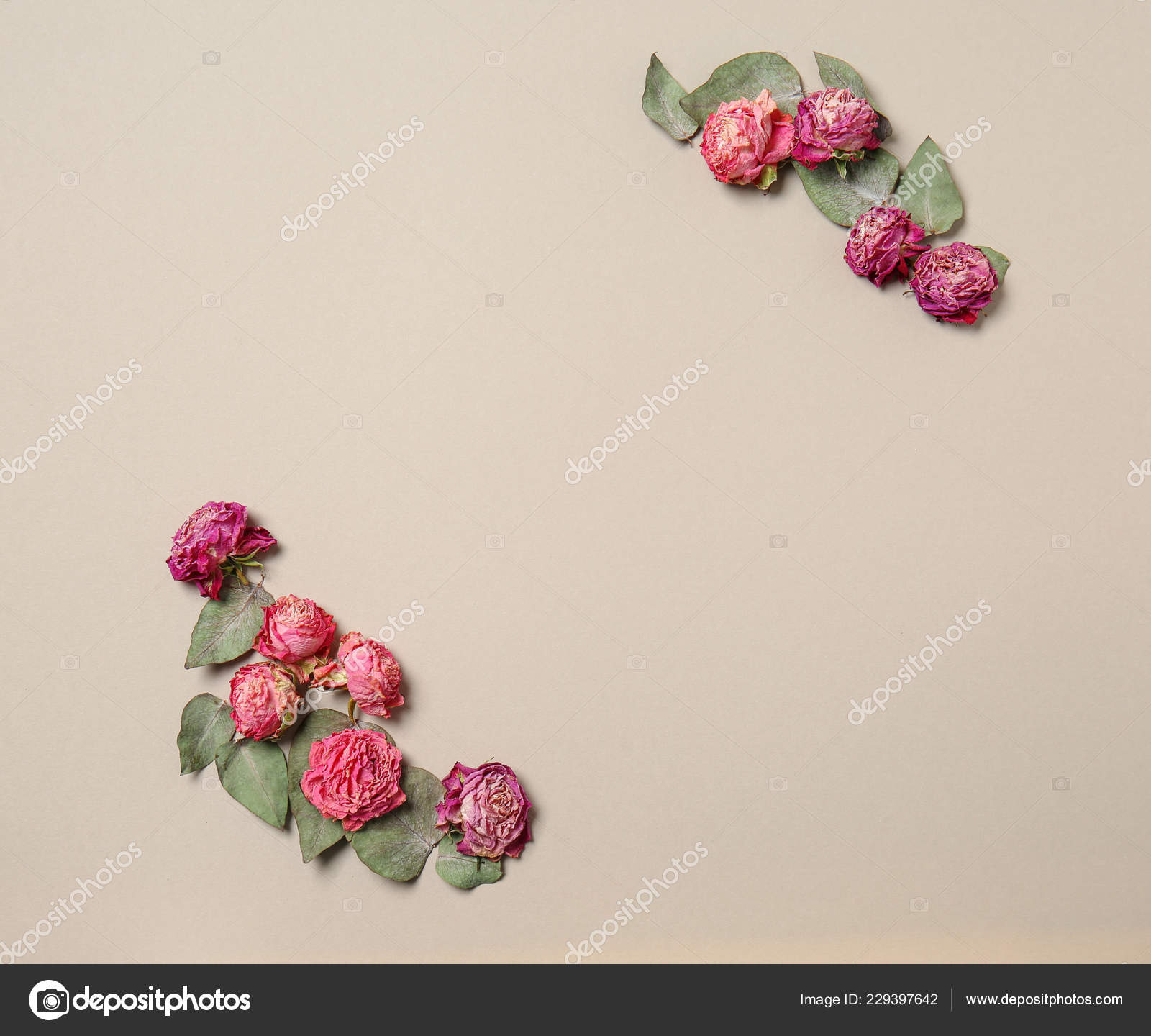 Beautiful Dry Roses Light Background Stock Photo by ©serezniy 229397642