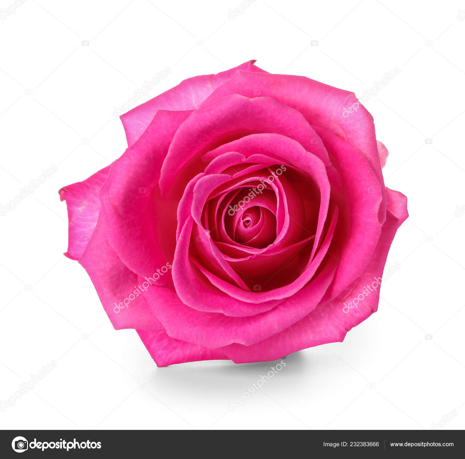 Beautiful Pink Rose White Background — Stock Photo © serezniy #232383666