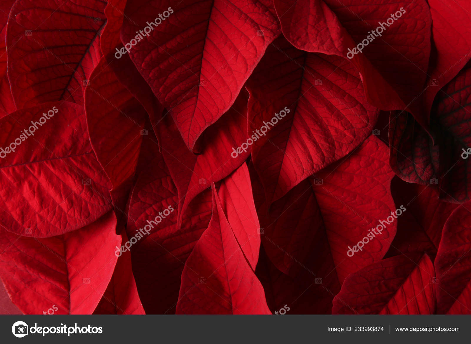 Bright Red Tropical Leaves Background Stock Photo by ©serezniy 233993874