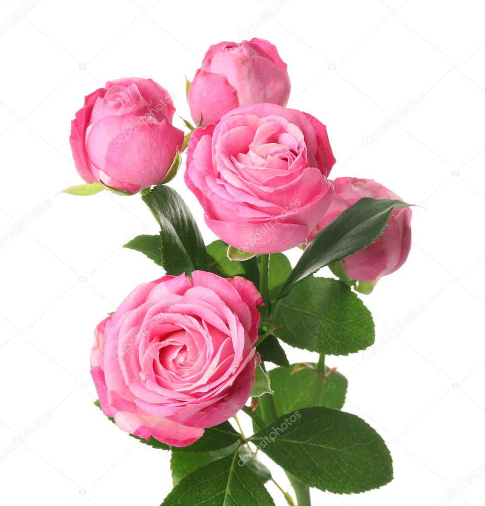 hermosas rosas rosadas sobre fondo blanco 2024