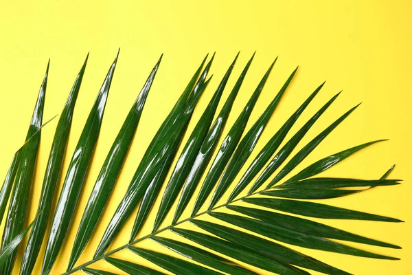 Green Tropical Leaves Color Background — Stock Photo © serezniy #234915002