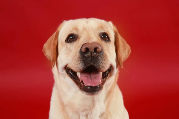 Labrador smile Stock Photos, Royalty Free Labrador smile Images ...
