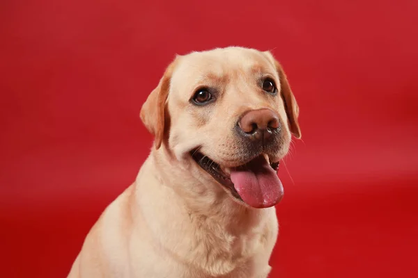 Labrador smile Stock Photos, Royalty Free Labrador smile Images ...