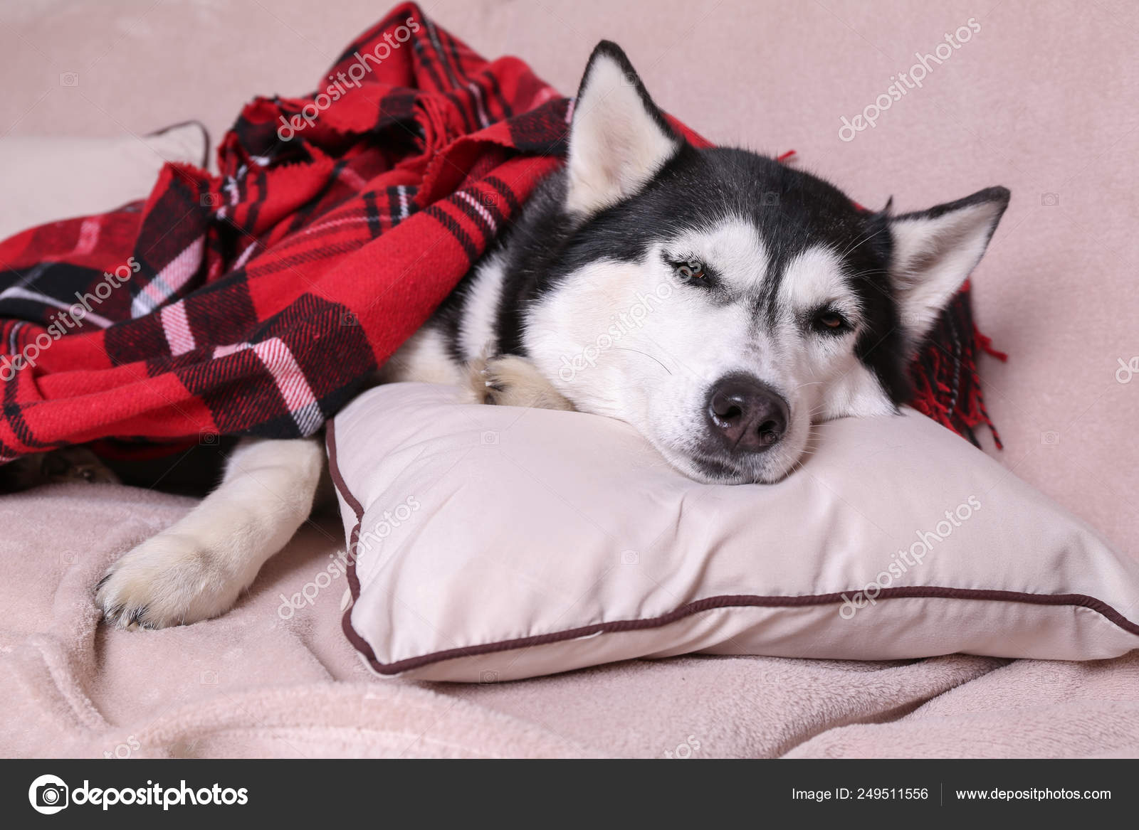 Adorable husky dog resting on soft sofa at home Stock Photo by ...