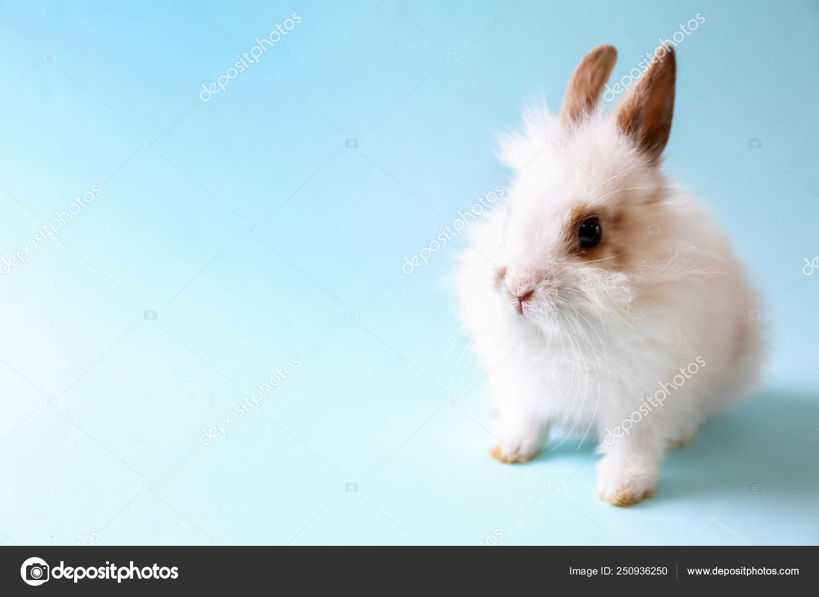 Cute fluffy rabbit on color background Stock Photo by ©serezniy 250936250