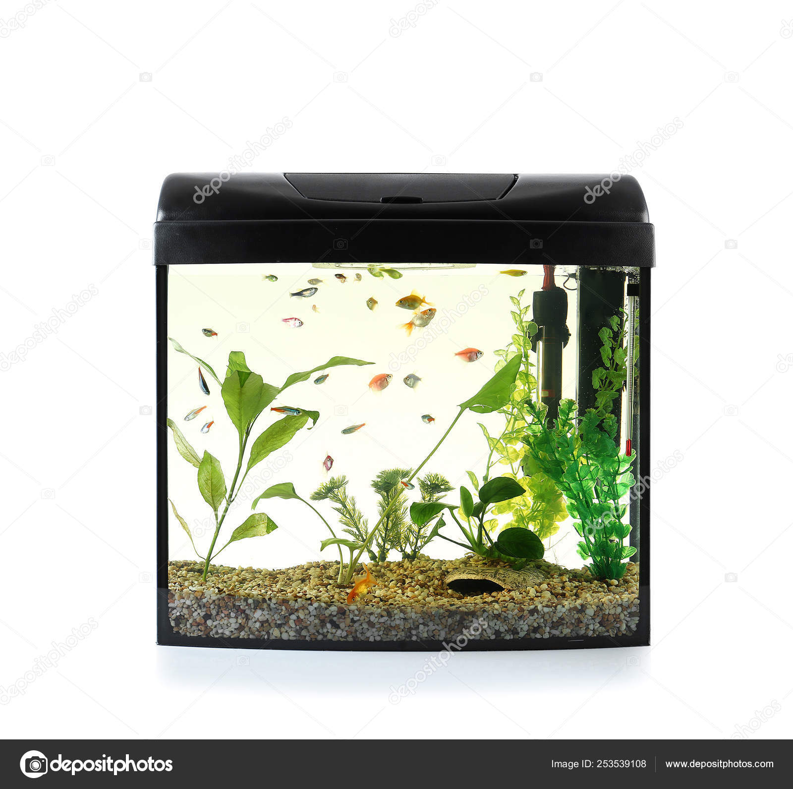 Beautiful aquarium on white background — Stock Photo © serezniy #253539108