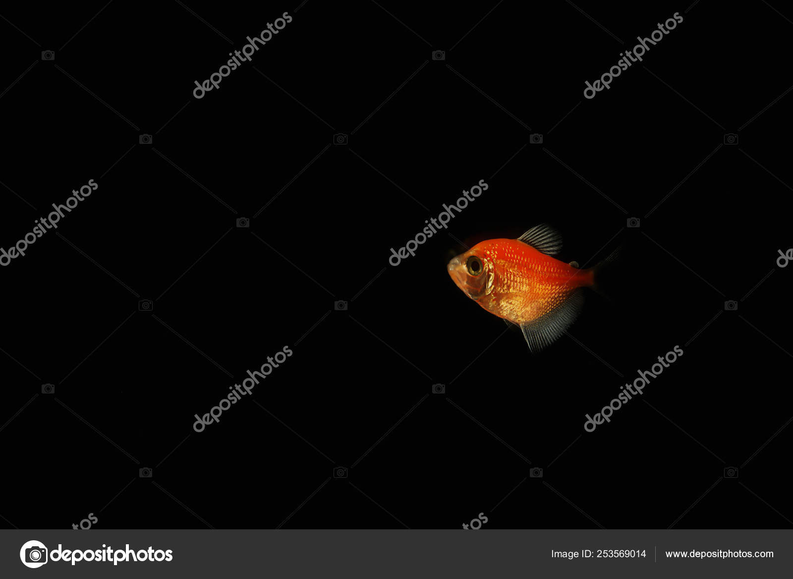 Beautiful fish on dark background — Stock Photo © serezniy #253569014