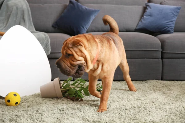 Dog making mess Stock Photos, Royalty Free Dog making mess Images ...