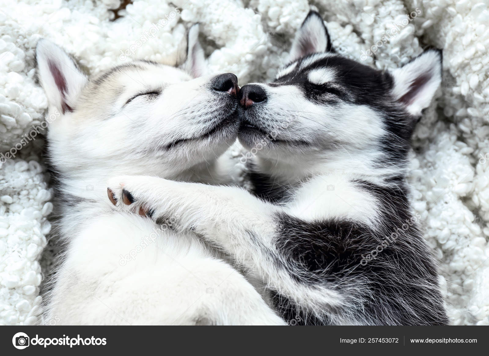 Cute Husky Puppies Kissing