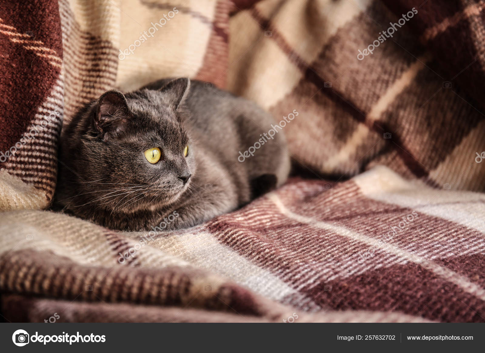 Cute funny cat on soft plaid at home — Stock Photo © serezniy #257632702
