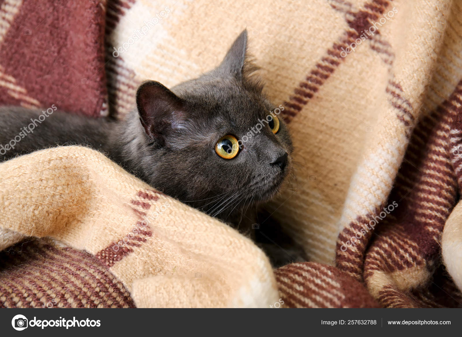 Cute funny cat with warm plaid at home — Stock Photo © serezniy #257632788