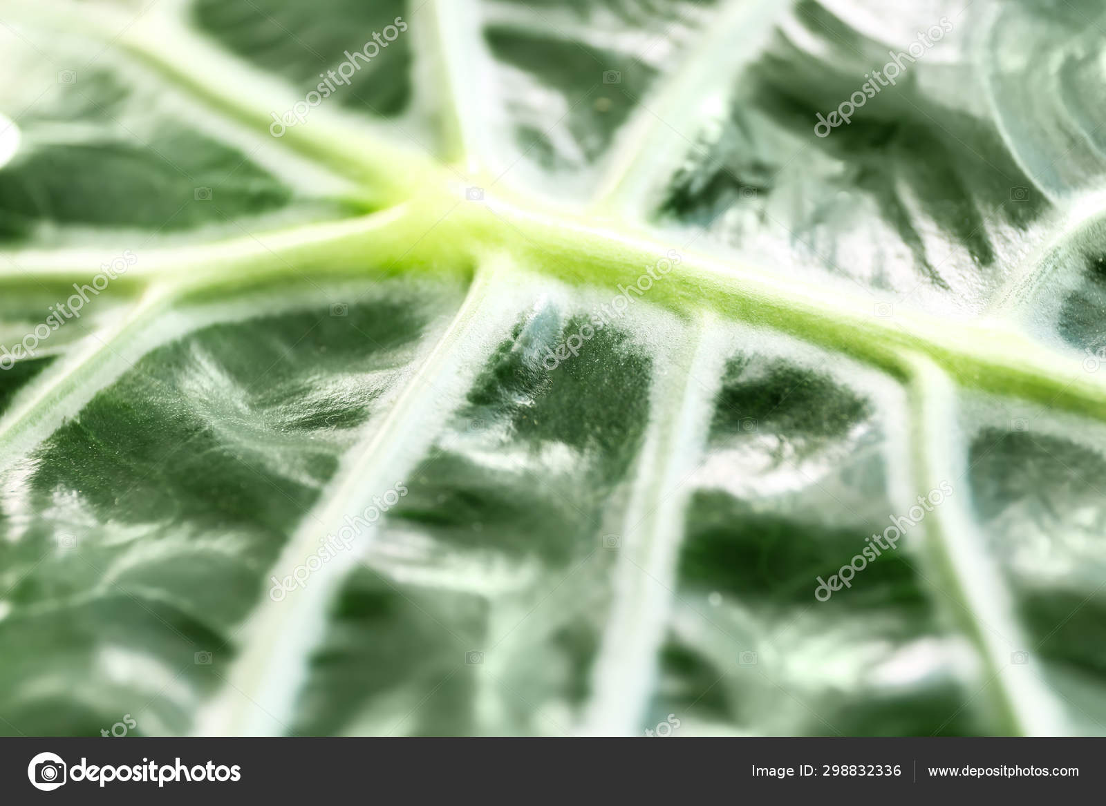 Texture of fresh green leaf, closeup Stock Photo by ©serezniy 298832336