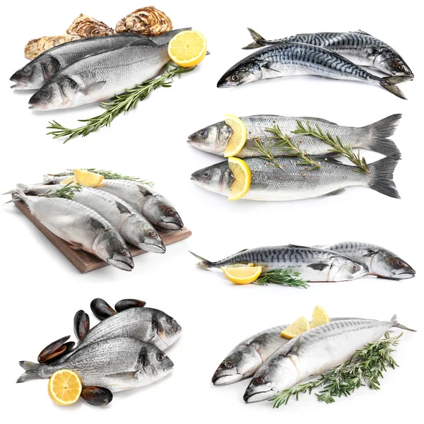 Assortiment de poissons frais images libres de droit, photos de ...