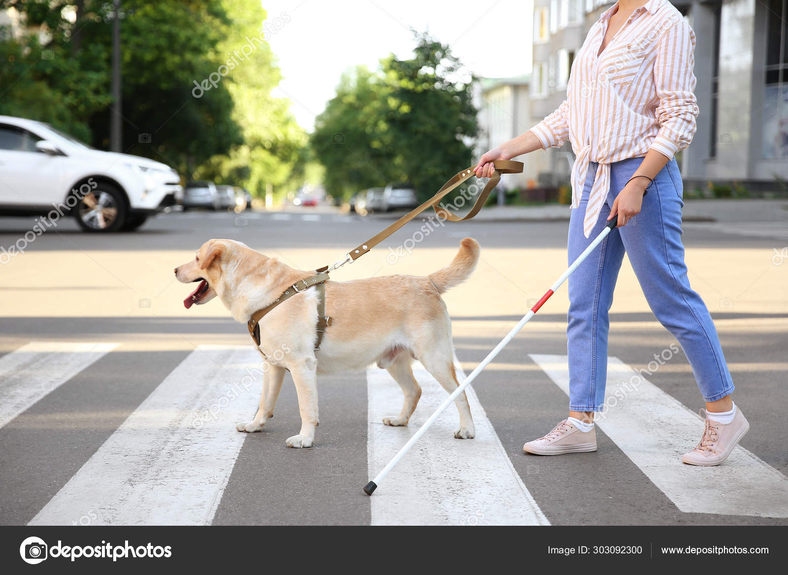 How Do Seeing Eye Dogs Know When To Cross The Street