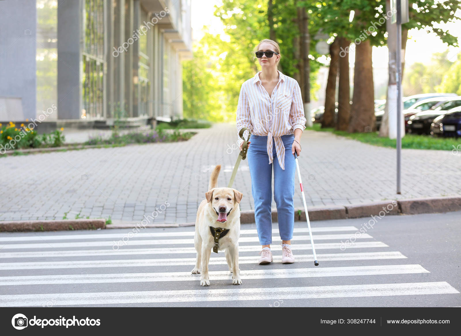 How Do Guide Dogs Know When To Cross The Street