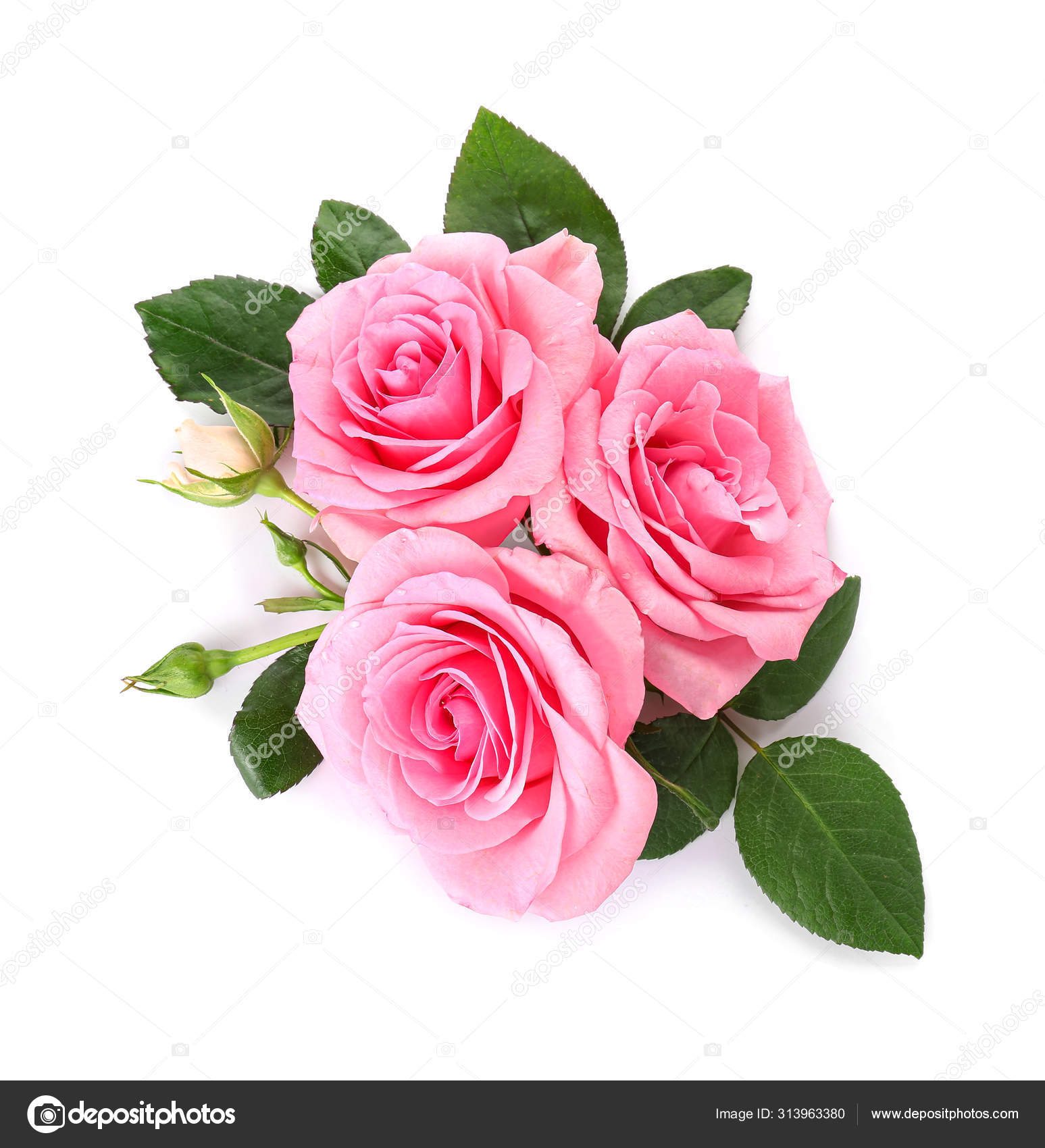 Beautiful Rose Flowers Background Images | Best Flower Site