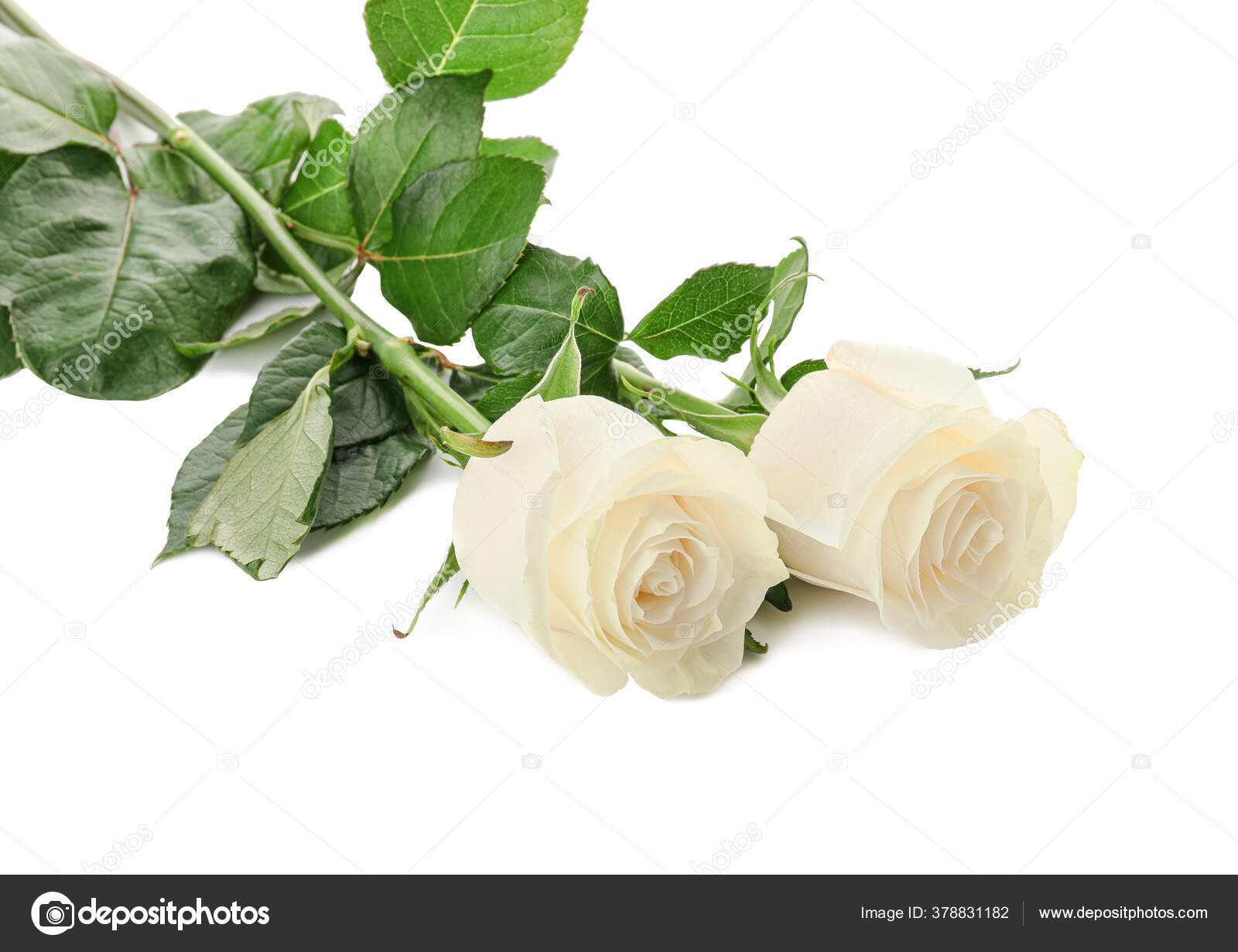 Beautiful Roses White Background Stock Photo by ©serezniy 378831182
