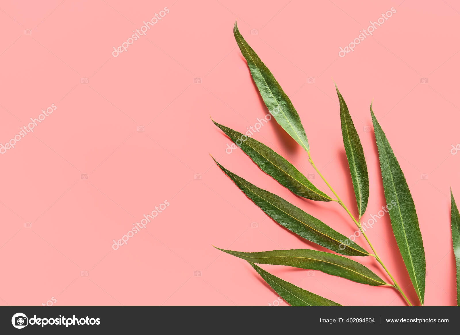 Green Osier Leaves Color Background Stock Photo by ©serezniy 402094804
