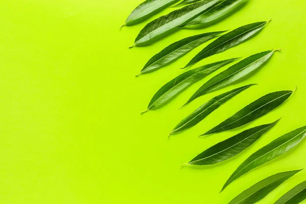Green Osier Leaves Color Background Stock Photo by ©serezniy 402094804