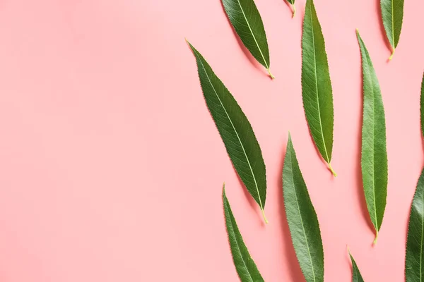 Green Osier Leaves Color Background Stock Photo by ©serezniy 402094804