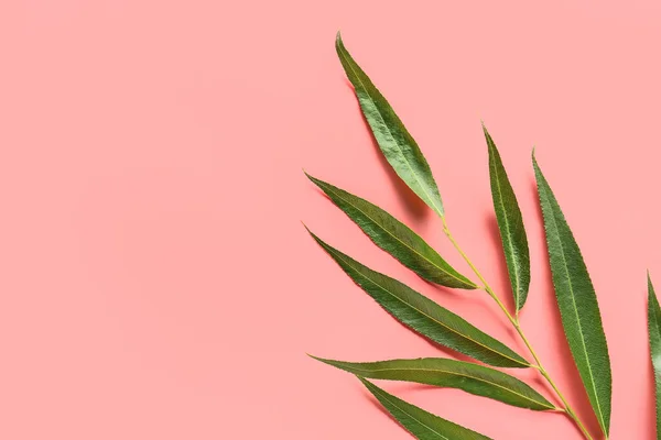 Osier commun Stock Photos, Royalty Free Osier commun Images | Depositphotos