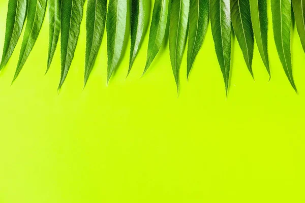 Osier commun Stock Photos, Royalty Free Osier commun Images | Depositphotos